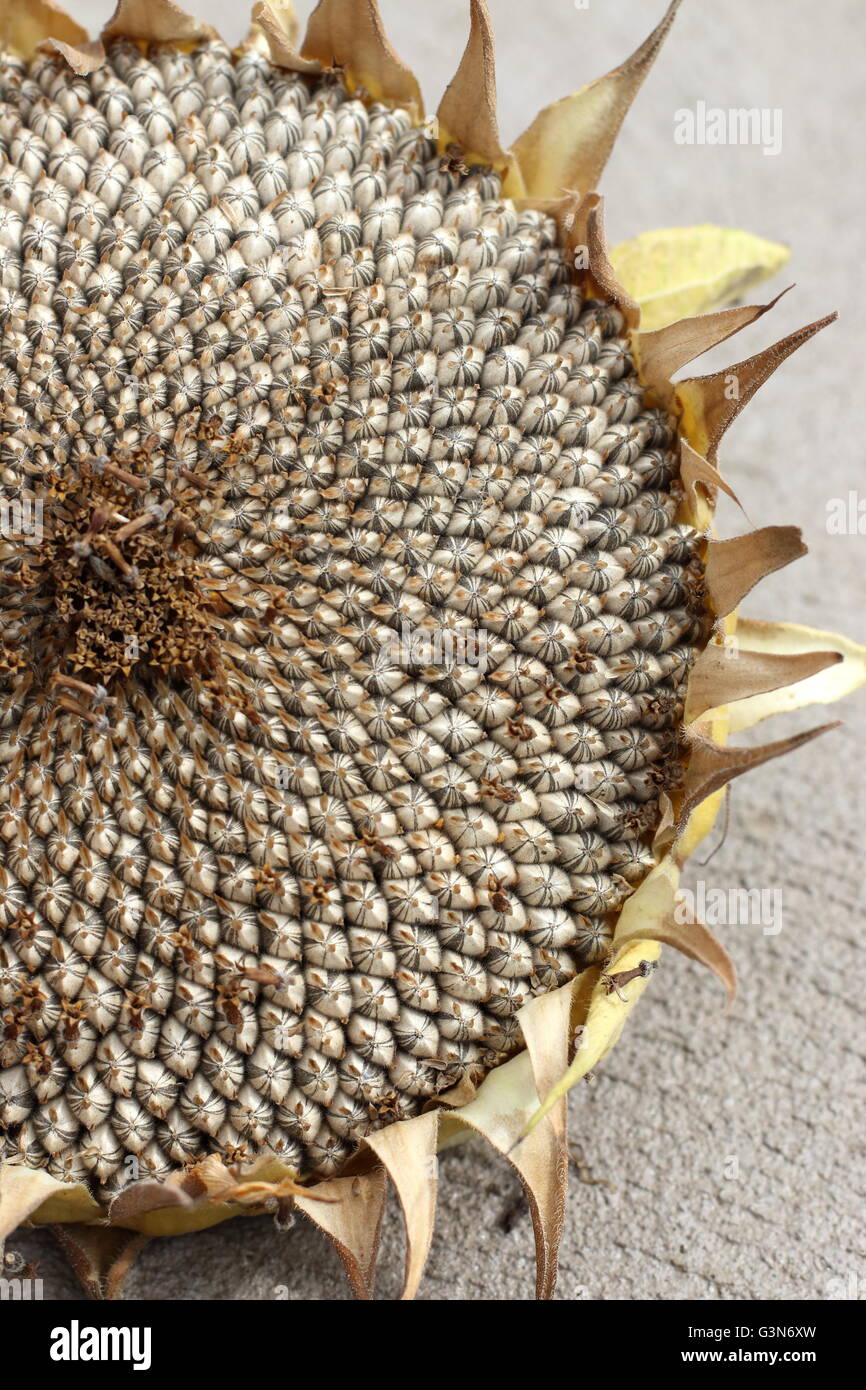 Close up of Fresh sunflower seeds on sunflower seed crown Stock Photo ...
