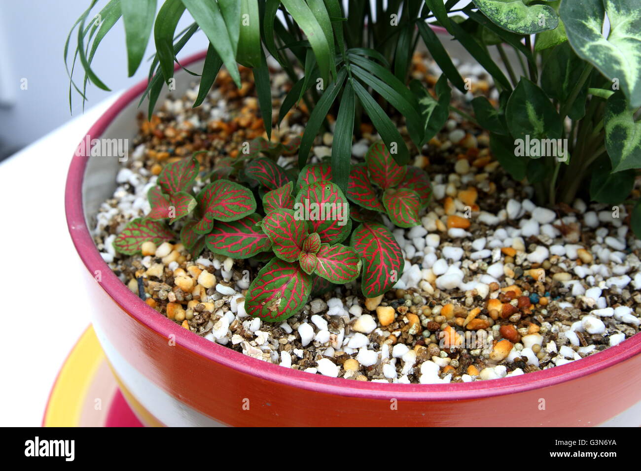Teacup pot hi-res stock photography and images - Alamy