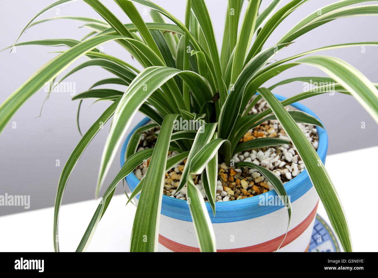 Spider Plant Chlorophytum Comosum Stock Photos & Spider Plant ...