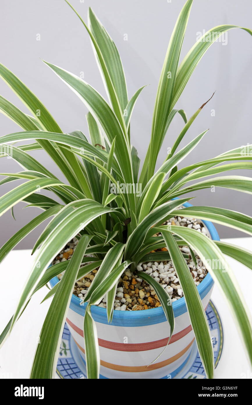 Close up Chlorophytum comosum variegatum or also known as Spider plant ...