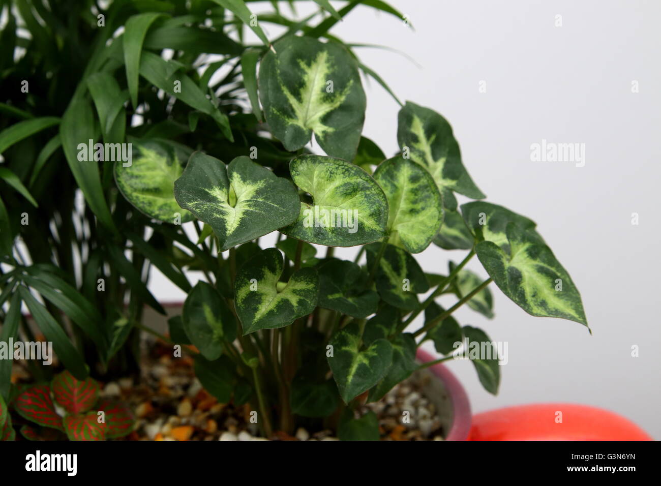 Syngonium podophyllum or known as Goosefoot Plant, Arrowhead Vine/Plant ...