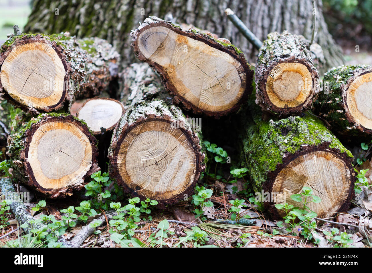 Cut stacked logs in forest hi-res stock photography and images - Alamy