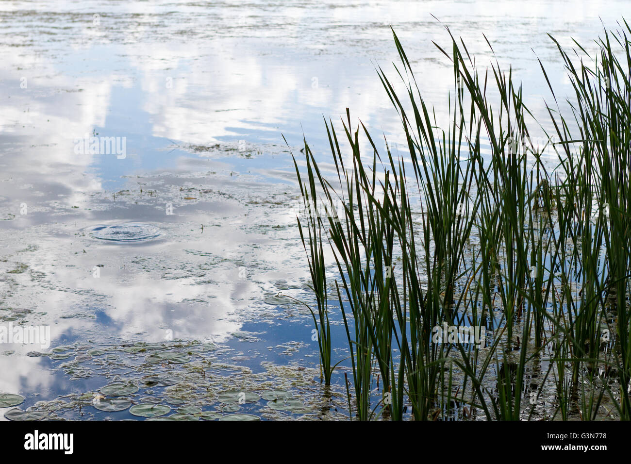 Native grass hi-res stock photography and images - Alamy
