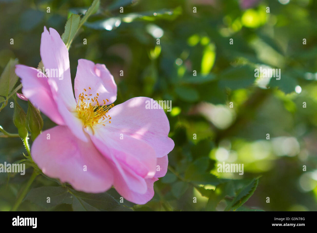 Pink garden rose at sunset Stock Photo - Alamy