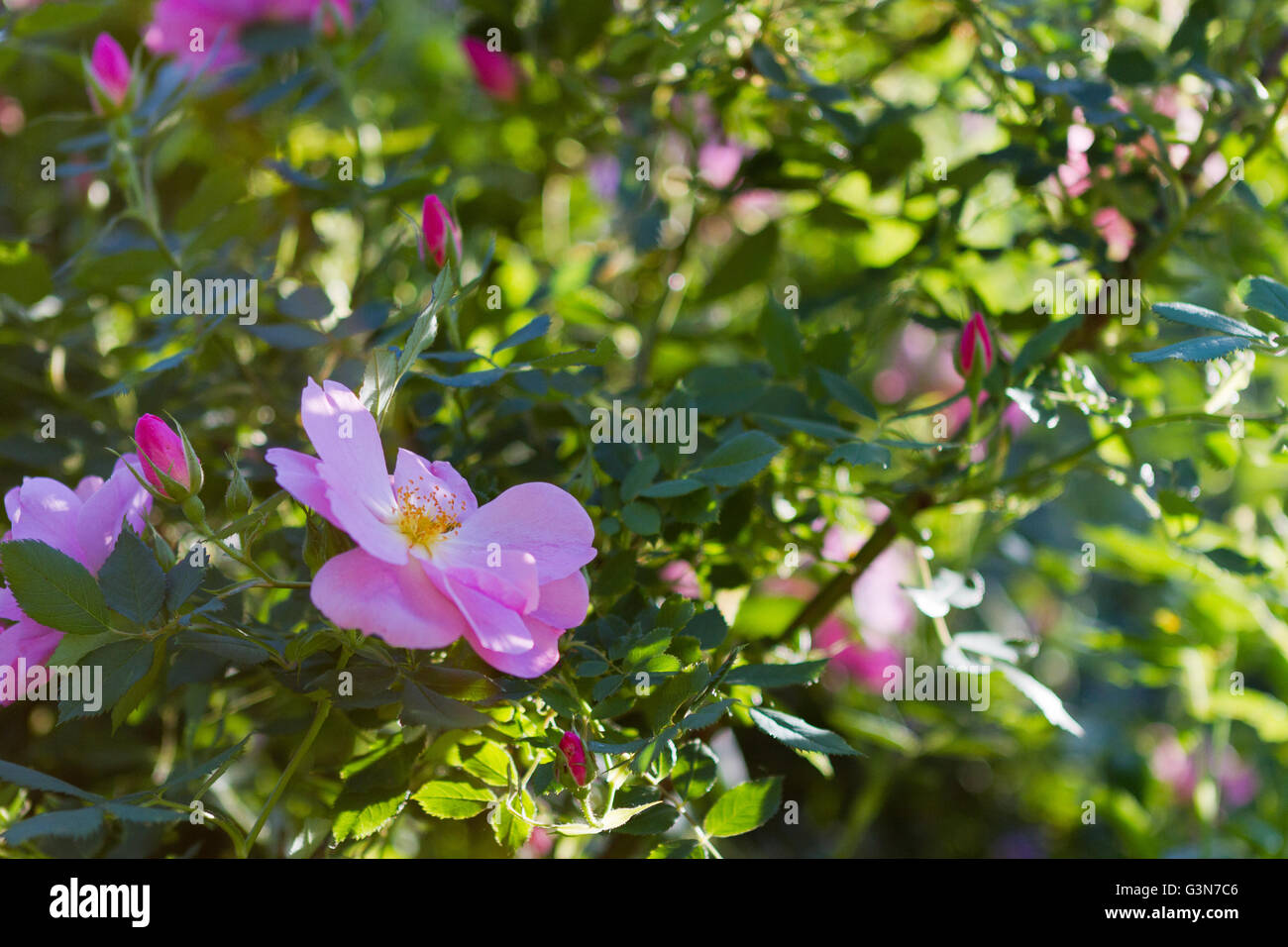 Rose garden at sunset Stock Photo - Alamy