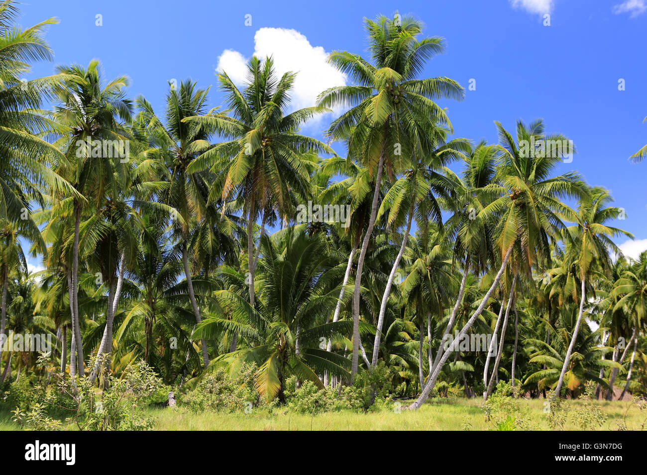 Palm forest, Christmas Island, Kiribati Stock Photo - Alamy