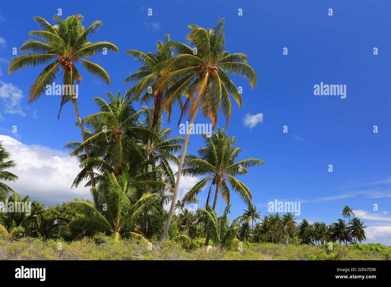 Coconut palm trees, Christmas Island, Kiribati Stock Photo - Alamy