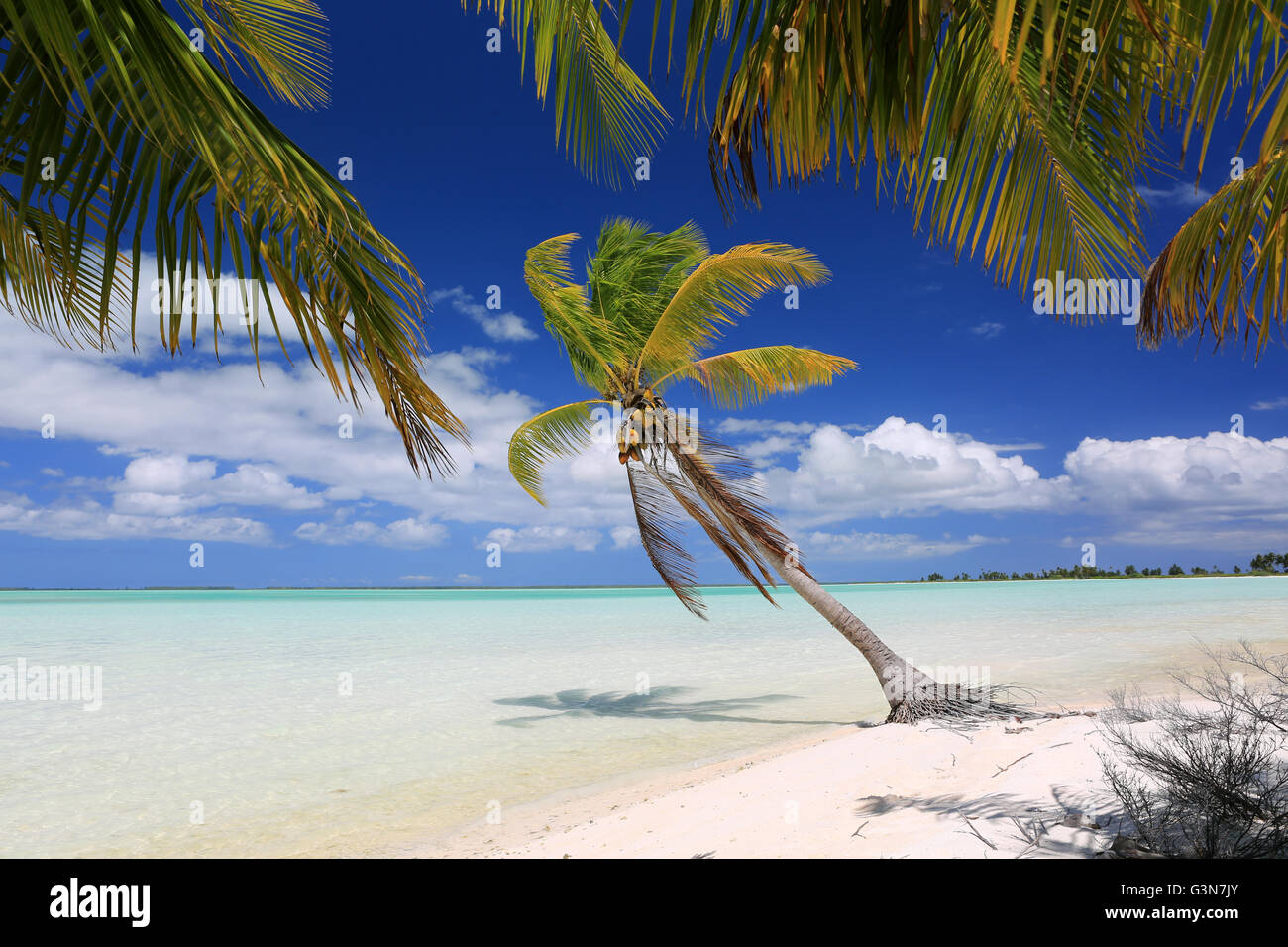 Coco palm tree leaning over tropical beach, Christmas Island, Kiribati ...