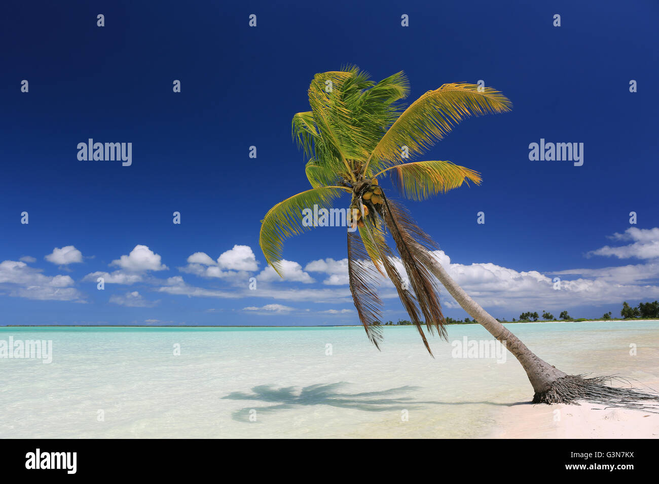Coco palm tree leaning over tropical beach, Christmas Island, Kiribati ...