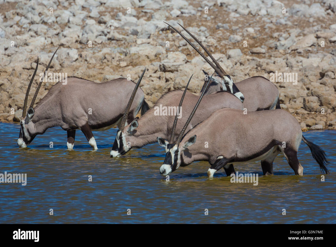 Oryx african savanna hi-res stock photography and images - Alamy