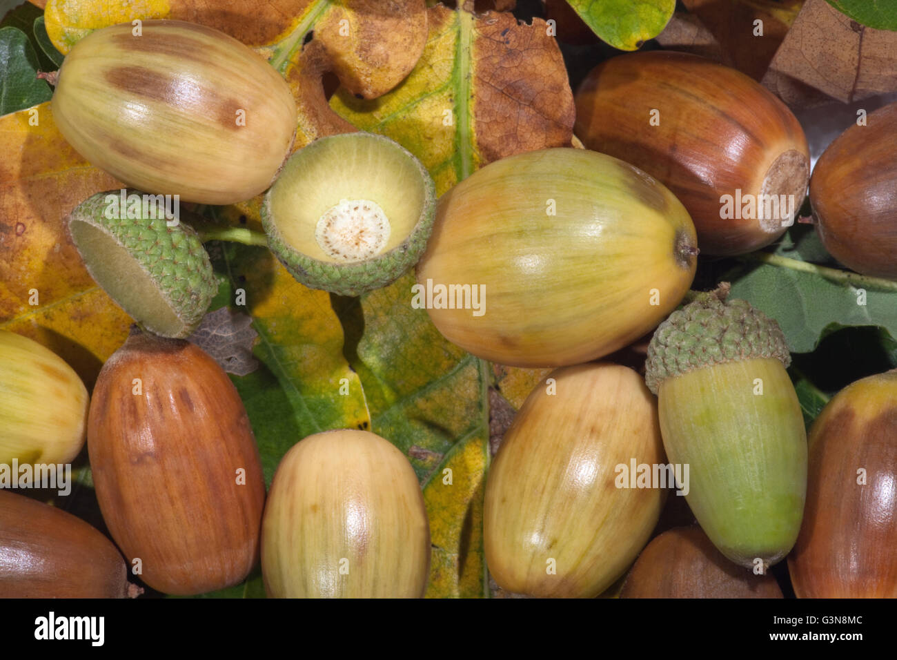 Acorns. English or Pedunculate Oak (Quercus robur). Ripening acorn ...