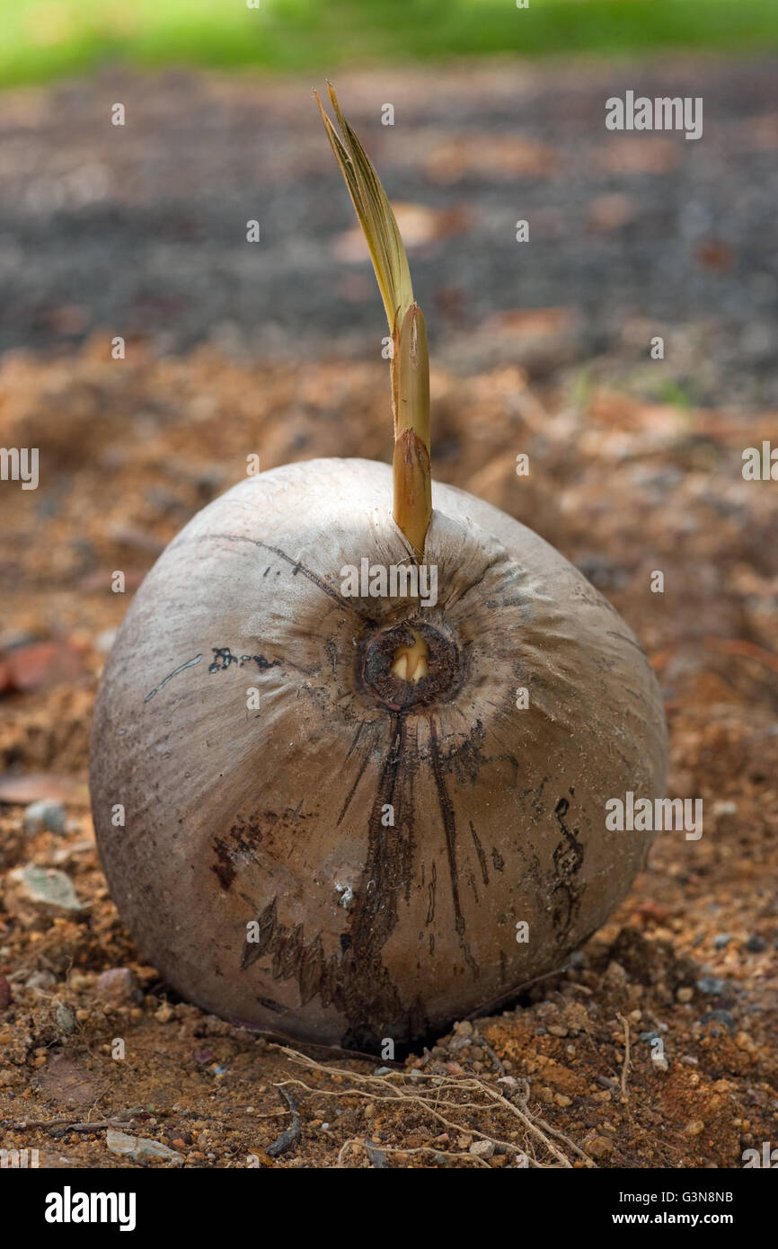 Germinating coconut hi-res stock photography and images - Alamy