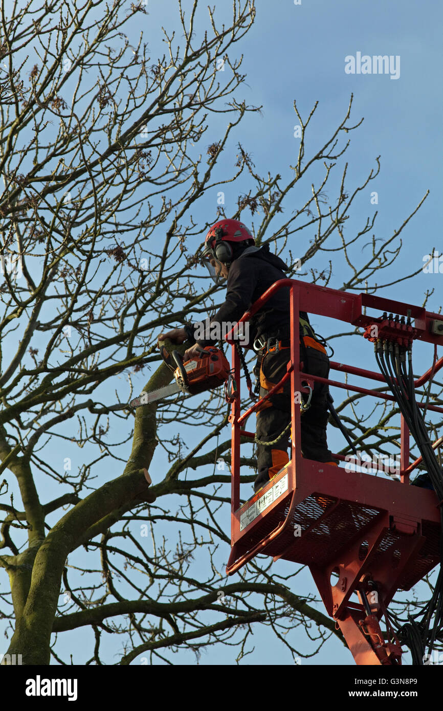 Tree Surgeon using a chainsaw, cutting back upper branches of an Ash ...