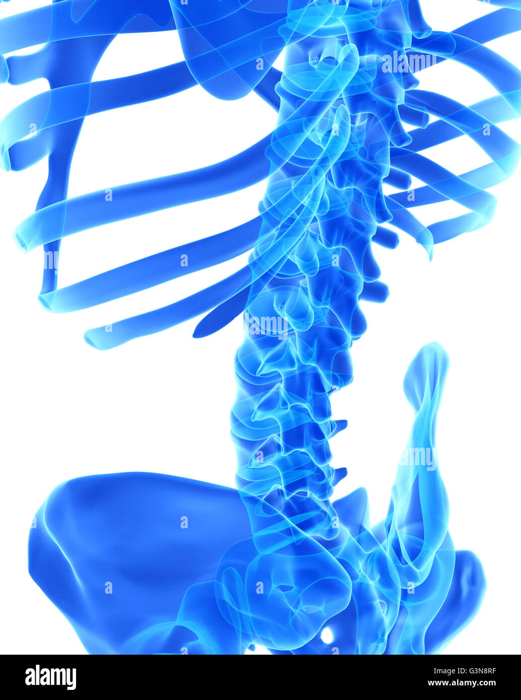 3D illustration of Spine - Part of Human Skeleton Stock Photo - Alamy