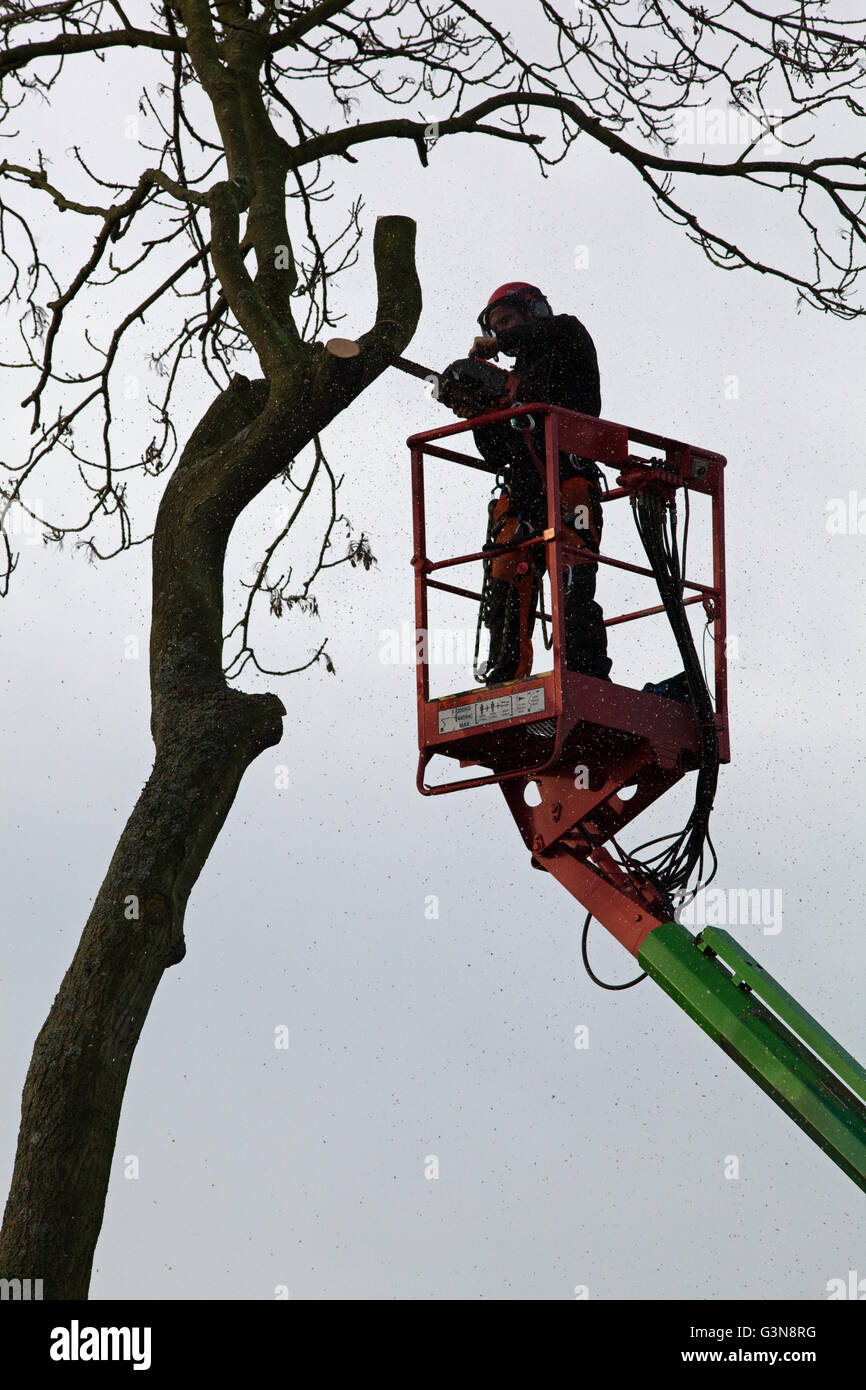 Cutting back a tree hi-res stock photography and images - Alamy