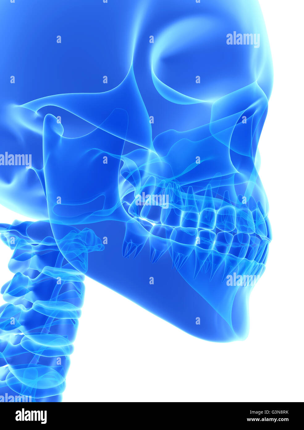 3D illustration of Mandible - Part of Human Skeleton Stock Photo - Alamy