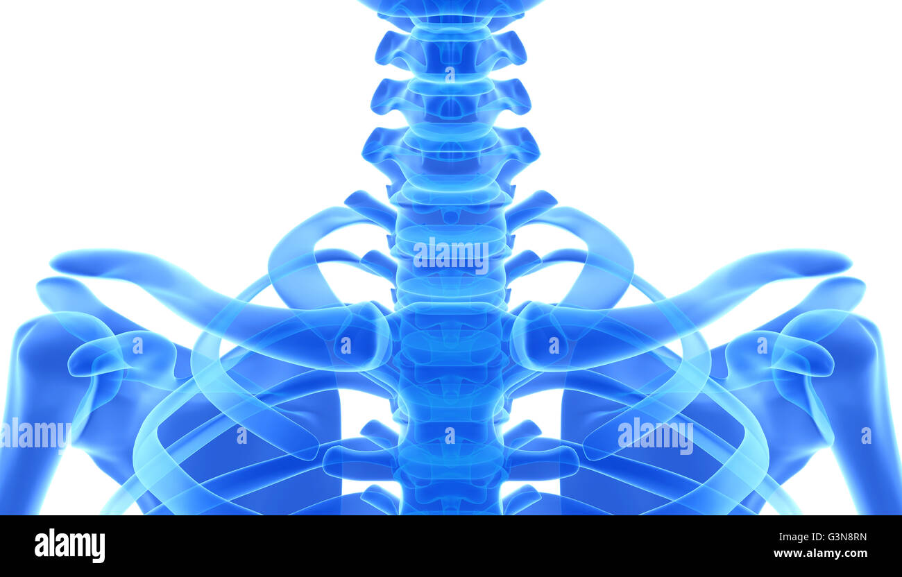 3D illustration of Clavicle - Part of Human Skeleton Stock Photo - Alamy