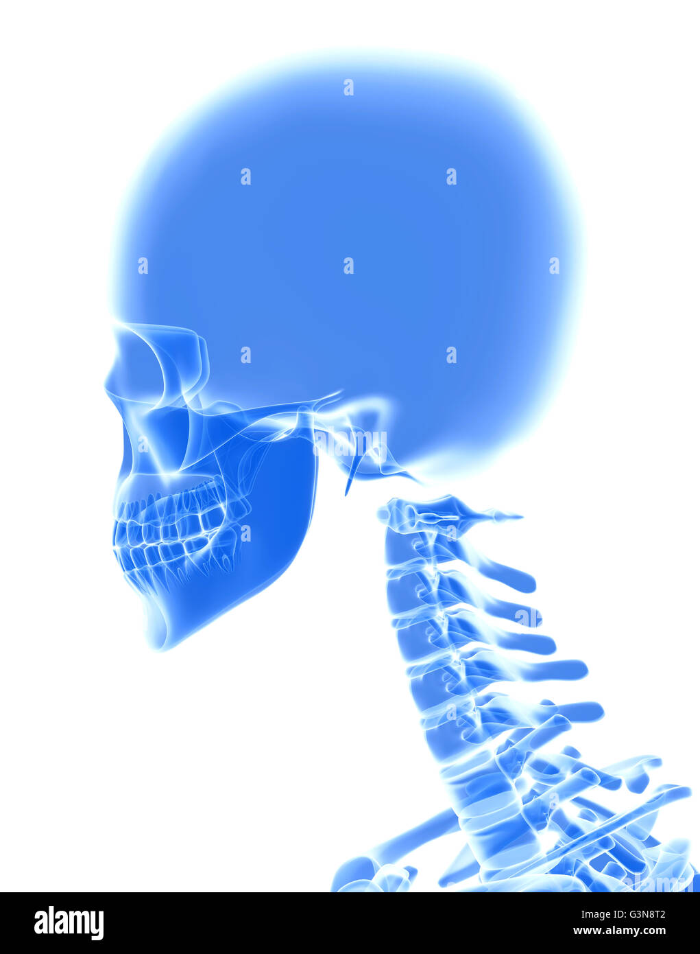 3D illustration of Cranium - Part of Human Skeleton Stock Photo - Alamy