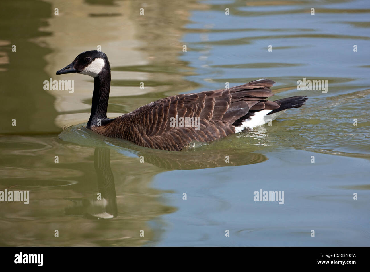 Dusky canada geese hi-res stock photography and images - Alamy
