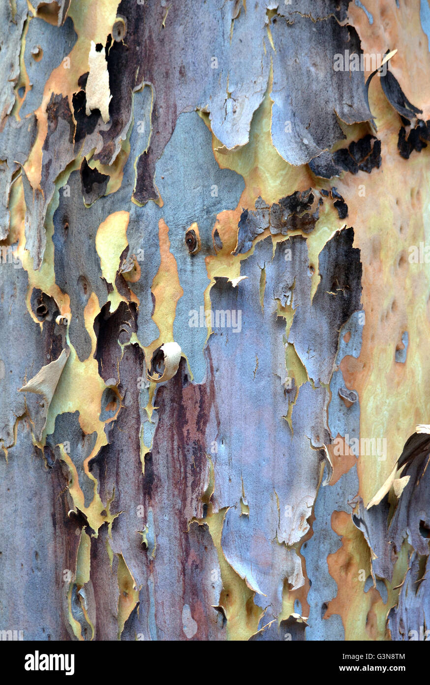 Australian gumtree shedding its colourful blue and purple winter bark ...