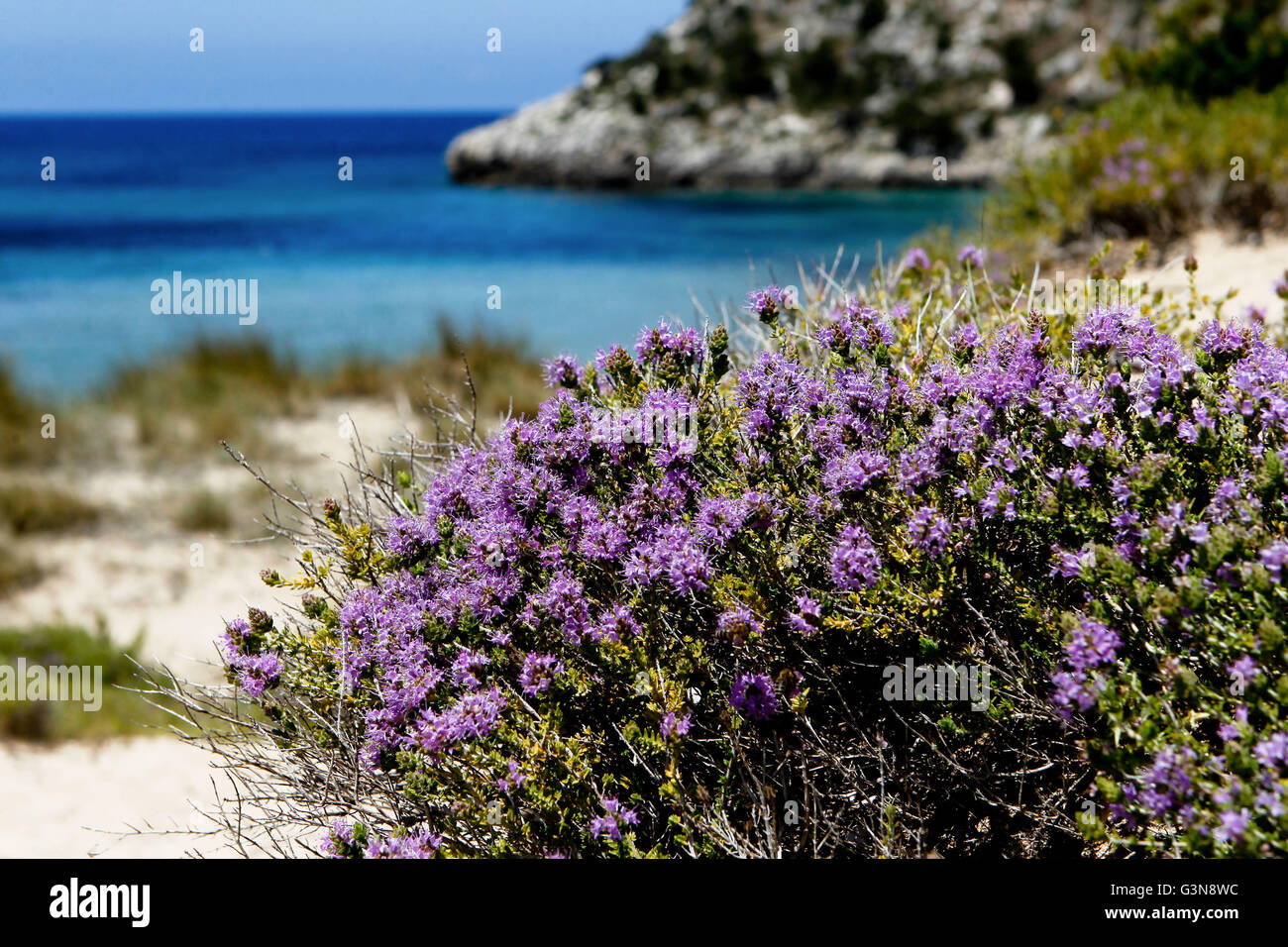 Voidokilia beach just north of Yialova and Pylos on the Messinian coast ...