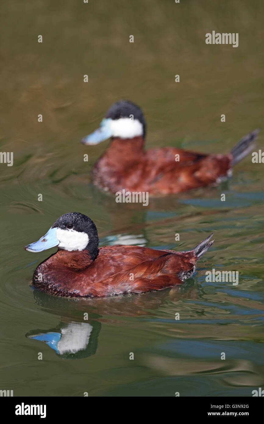 Ruddy Duck Oxyura Jamaicensis High Resolution Stock Photography and ...
