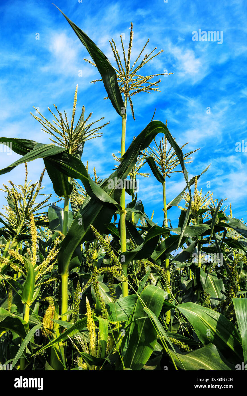 Flowering corn in field Stock Photo - Alamy
