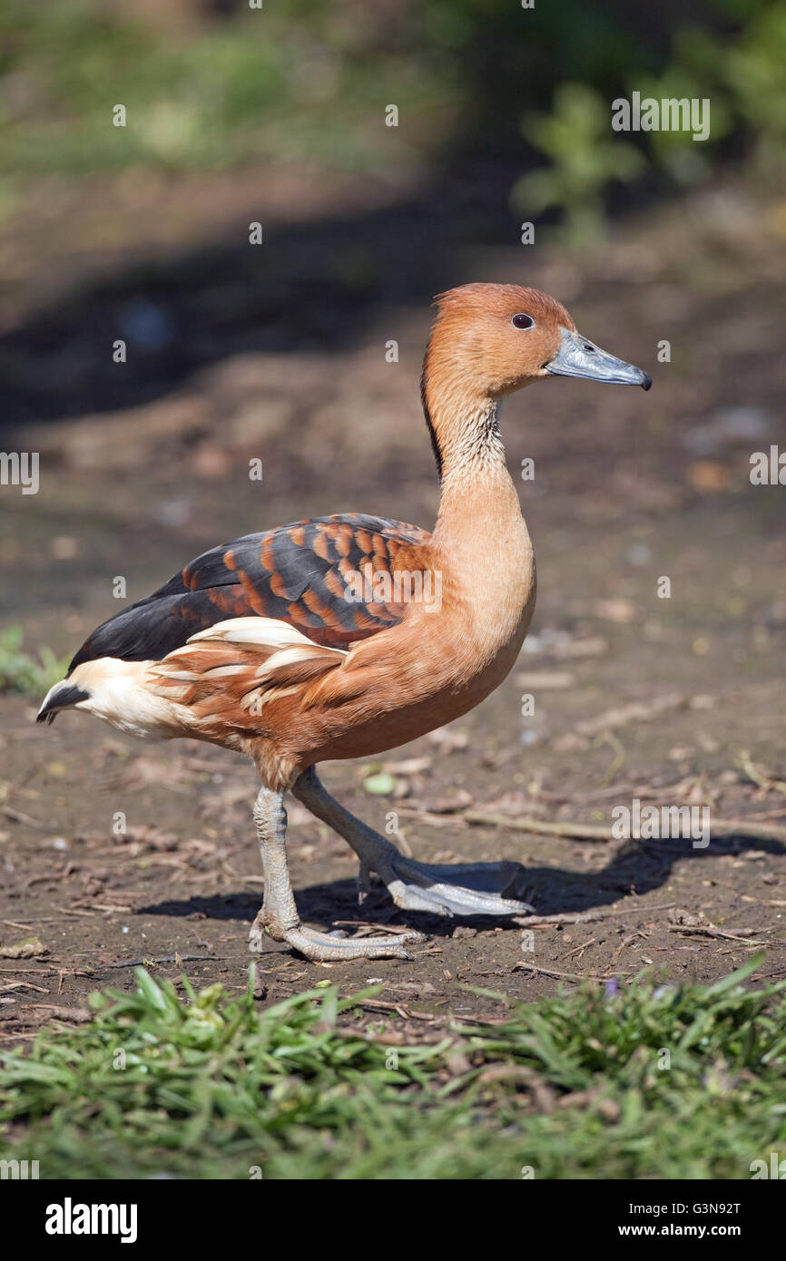 Fulvous tree duck hi-res stock photography and images - Alamy
