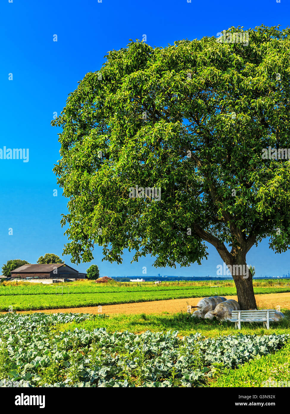 Walnut tree hi-res stock photography and images - Alamy