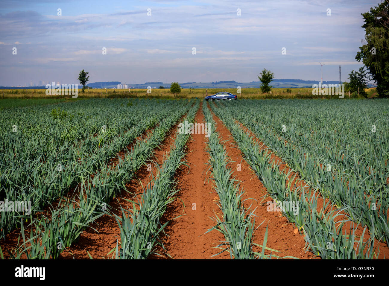 Leek field hi-res stock photography and images - Alamy