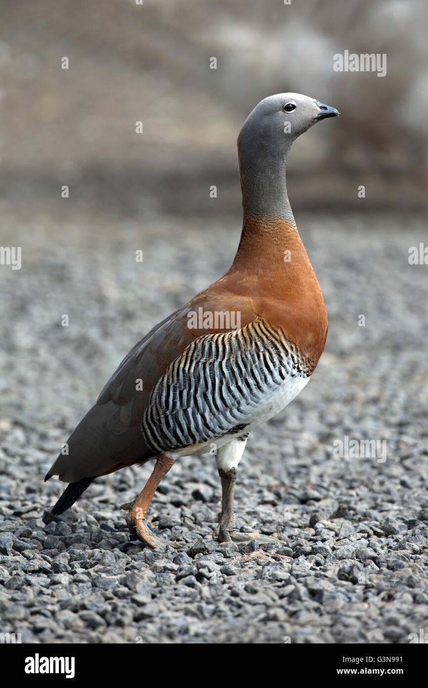 Ashy-headed Goose (Chloephaga poliocephala). Sexes alike Stock Photo ...