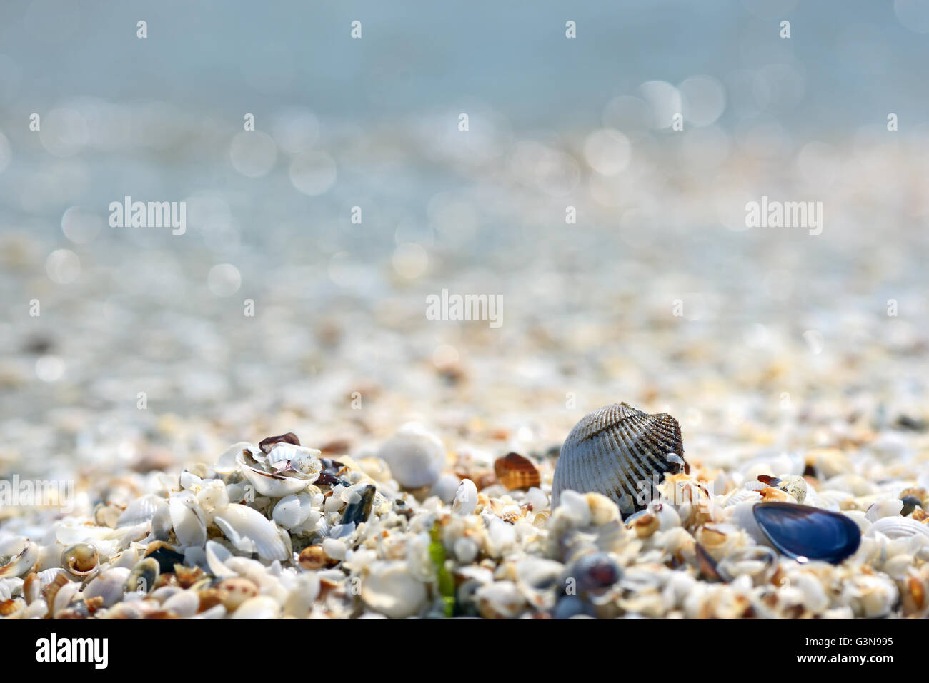 Shell on the beach and sea in background Stock Photo - Alamy