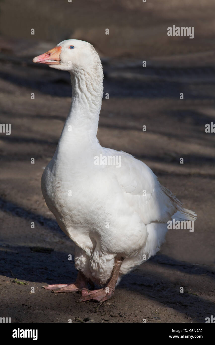 Whistling tree duck hi-res stock photography and images - Alamy