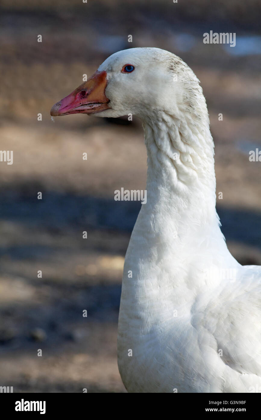 Tree duck hi-res stock photography and images - Alamy