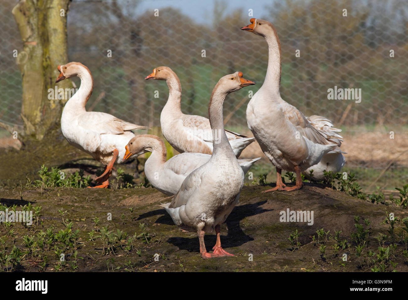 Chinese Geese (Anser cygnoides). Fawn colour variety Domesticated form ...