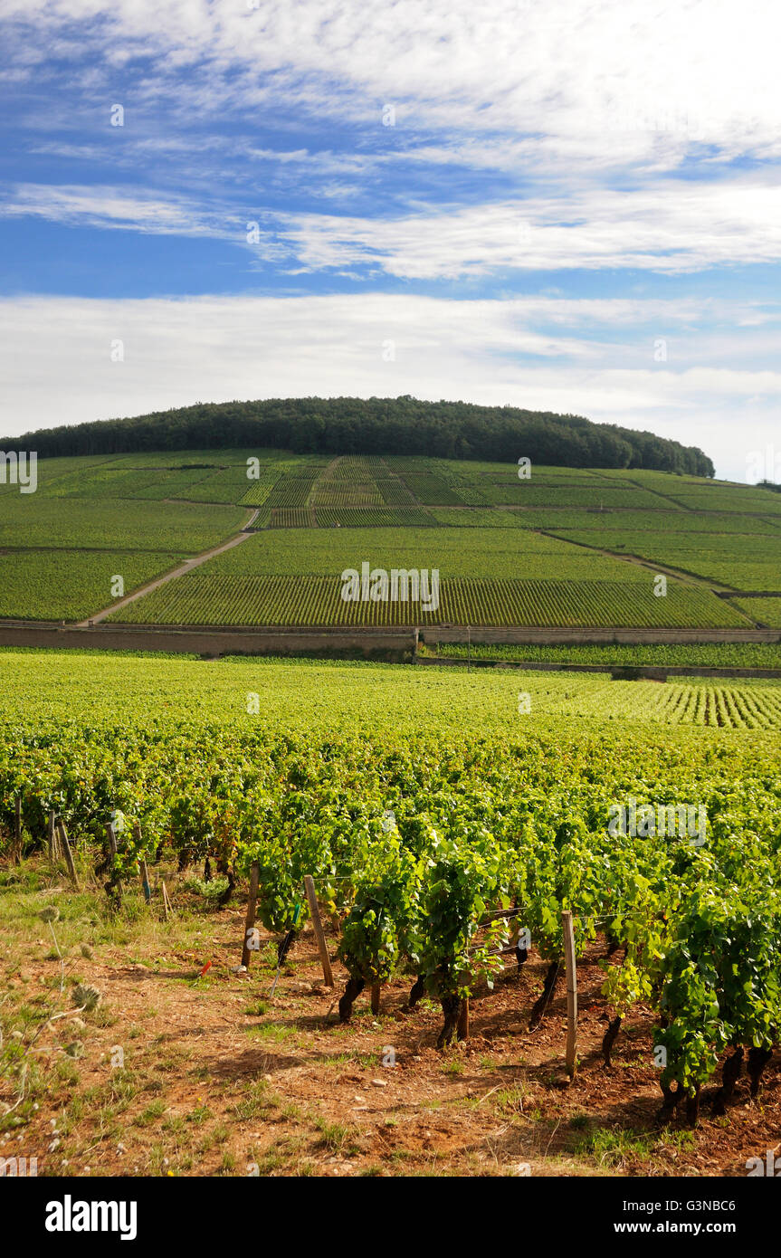 Grand cru and premier cru vineyards of Aloxe Corton, Cote de Beaune ...