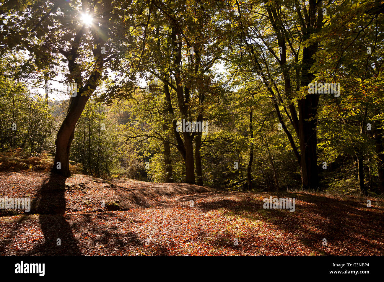 Old forest trees in autumn casting shadows, Hindhead, Hampshire ...