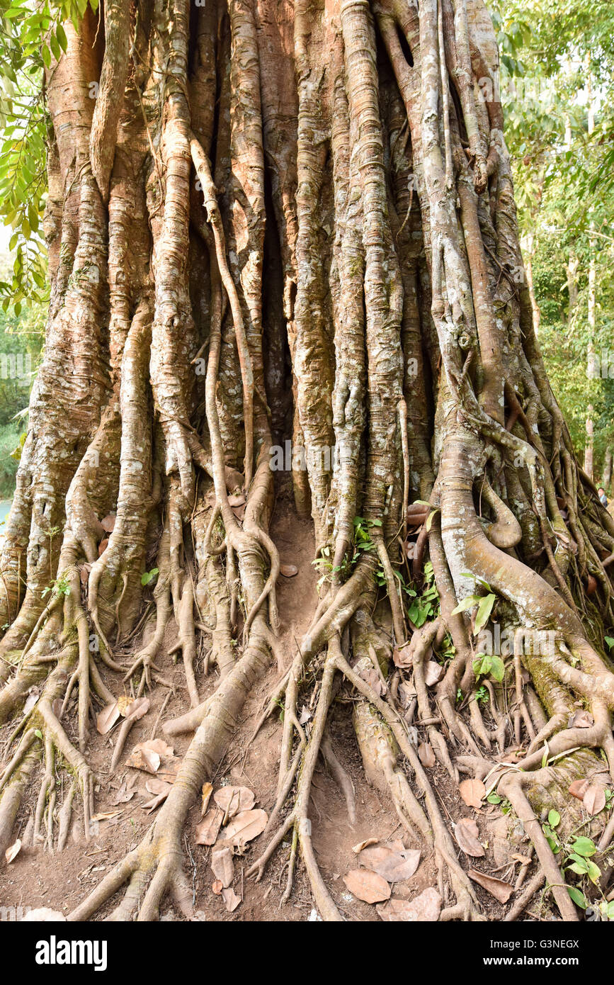 Roots of a Tree Laos Stock Photo - Alamy
