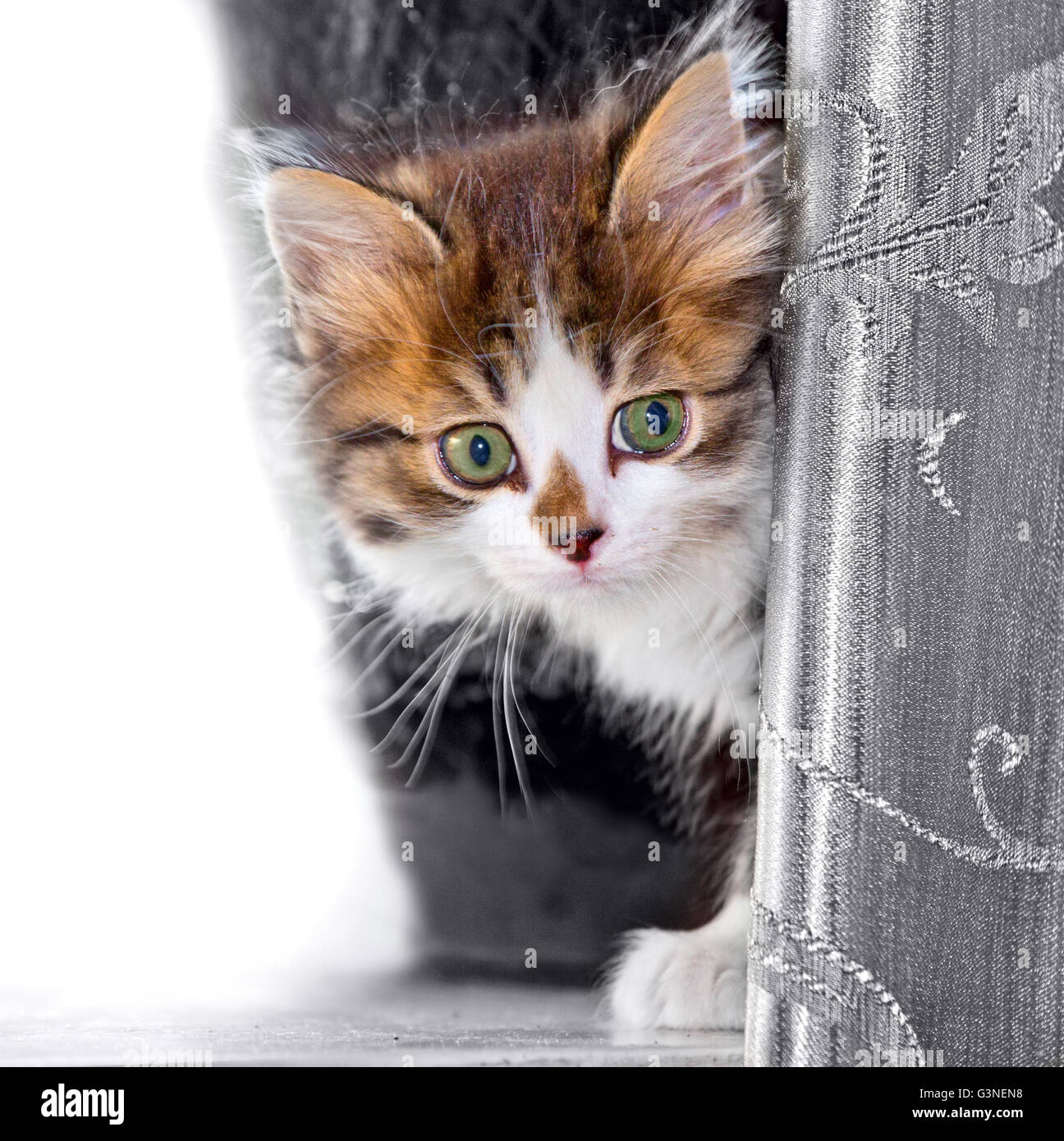 cat kitten pets domestic Stock Photo - Alamy