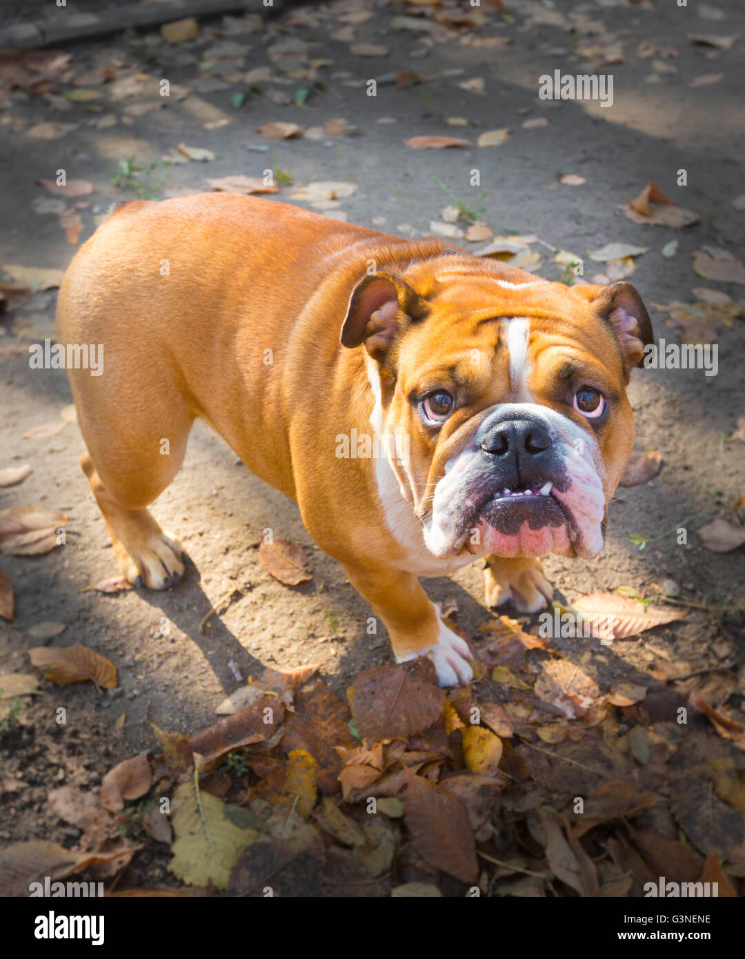 bulldog dog pets Stock Photo - Alamy