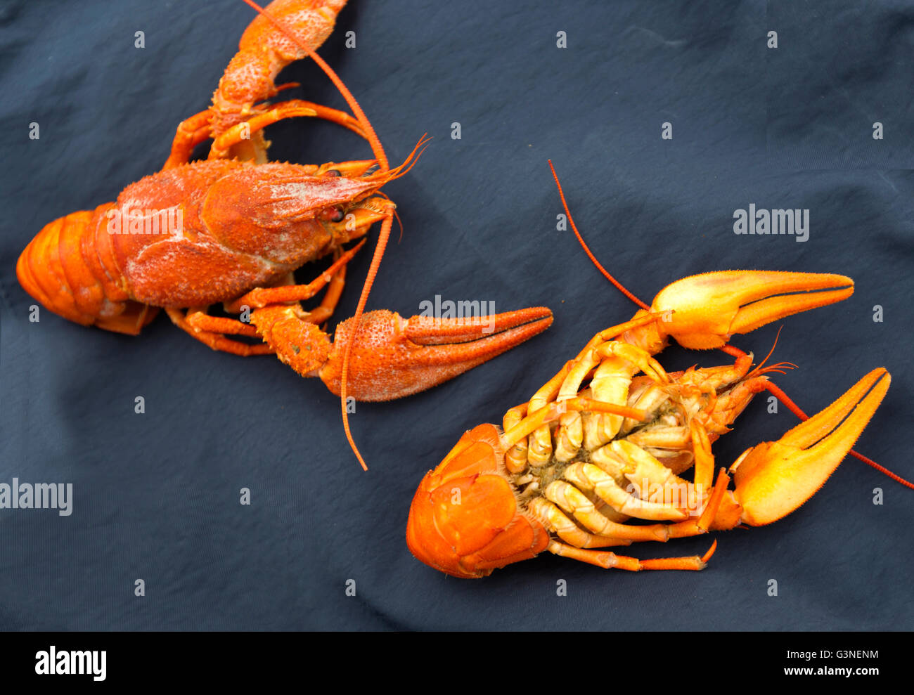 Red claw crayfish hi-res stock photography and images - Alamy