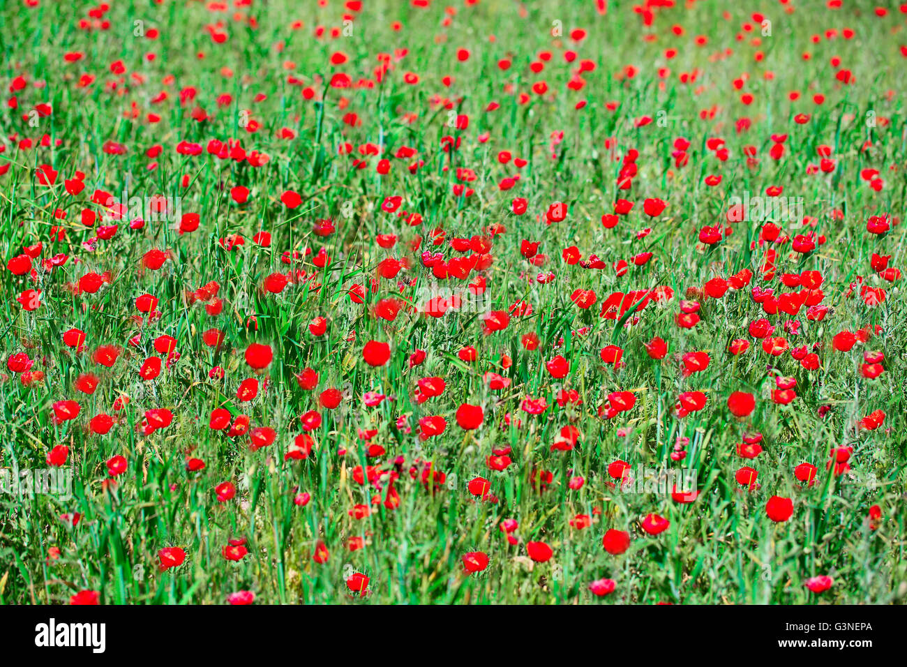 Poppy flower farm with nature hi-res stock photography and images - Alamy