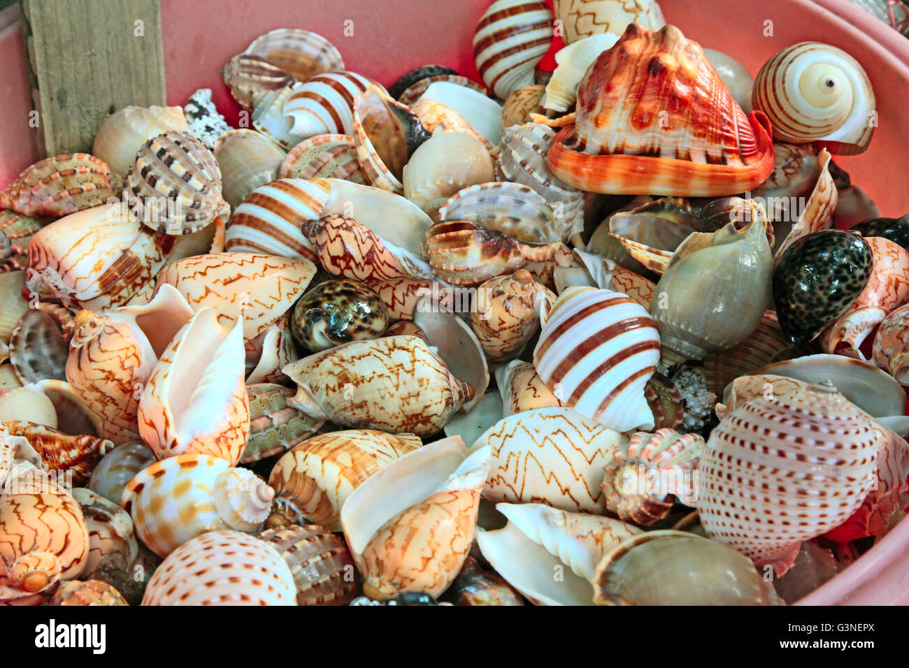 Fractal shell nautilus hi-res stock photography and images - Alamy