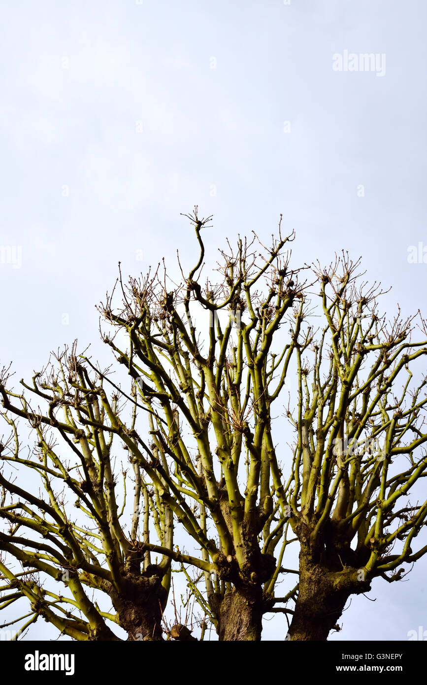 Pollarded common lime tree to control the size and height it will grow ...