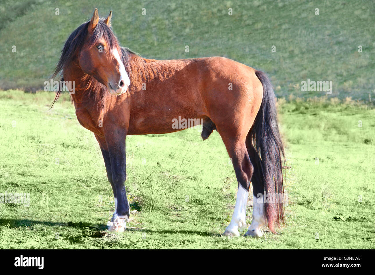 horse grazing foal Stock Photo - Alamy