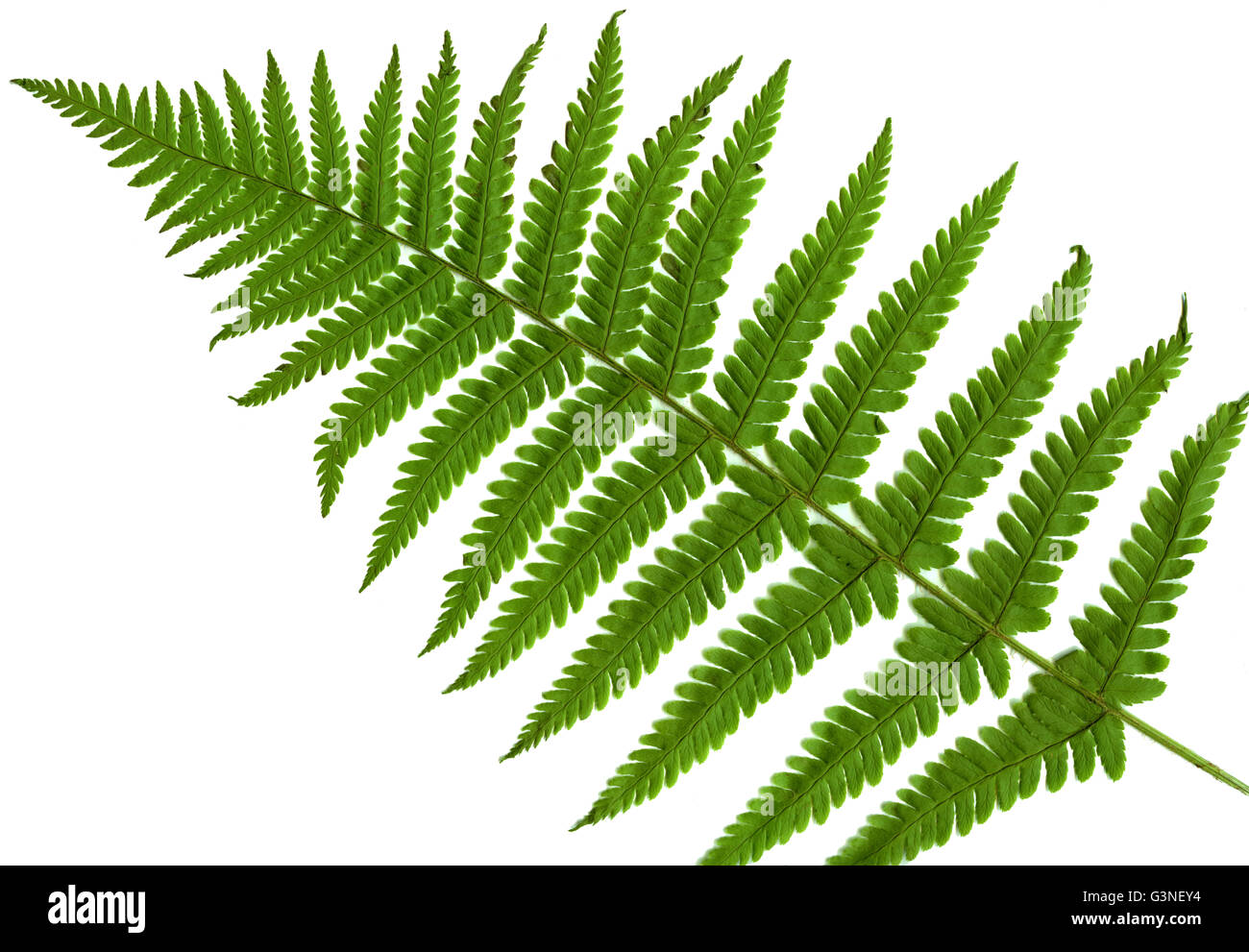 leaf of fern isolated close up Stock Photo - Alamy
