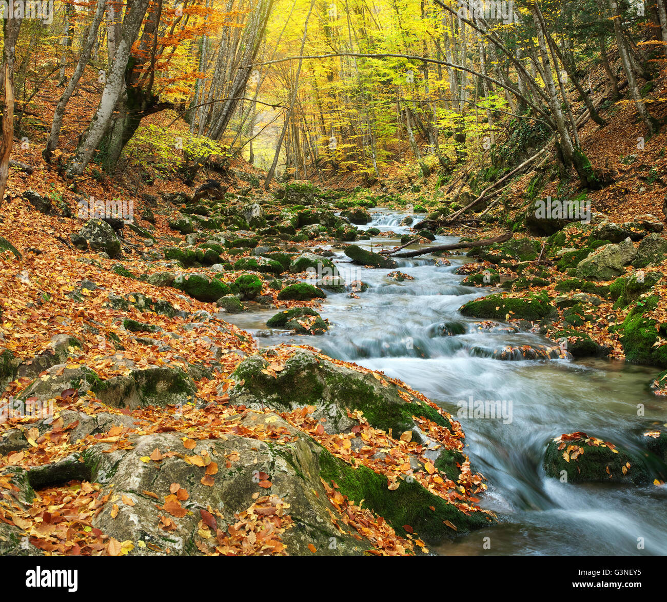 Autumn nature composition hi-res stock photography and images - Alamy