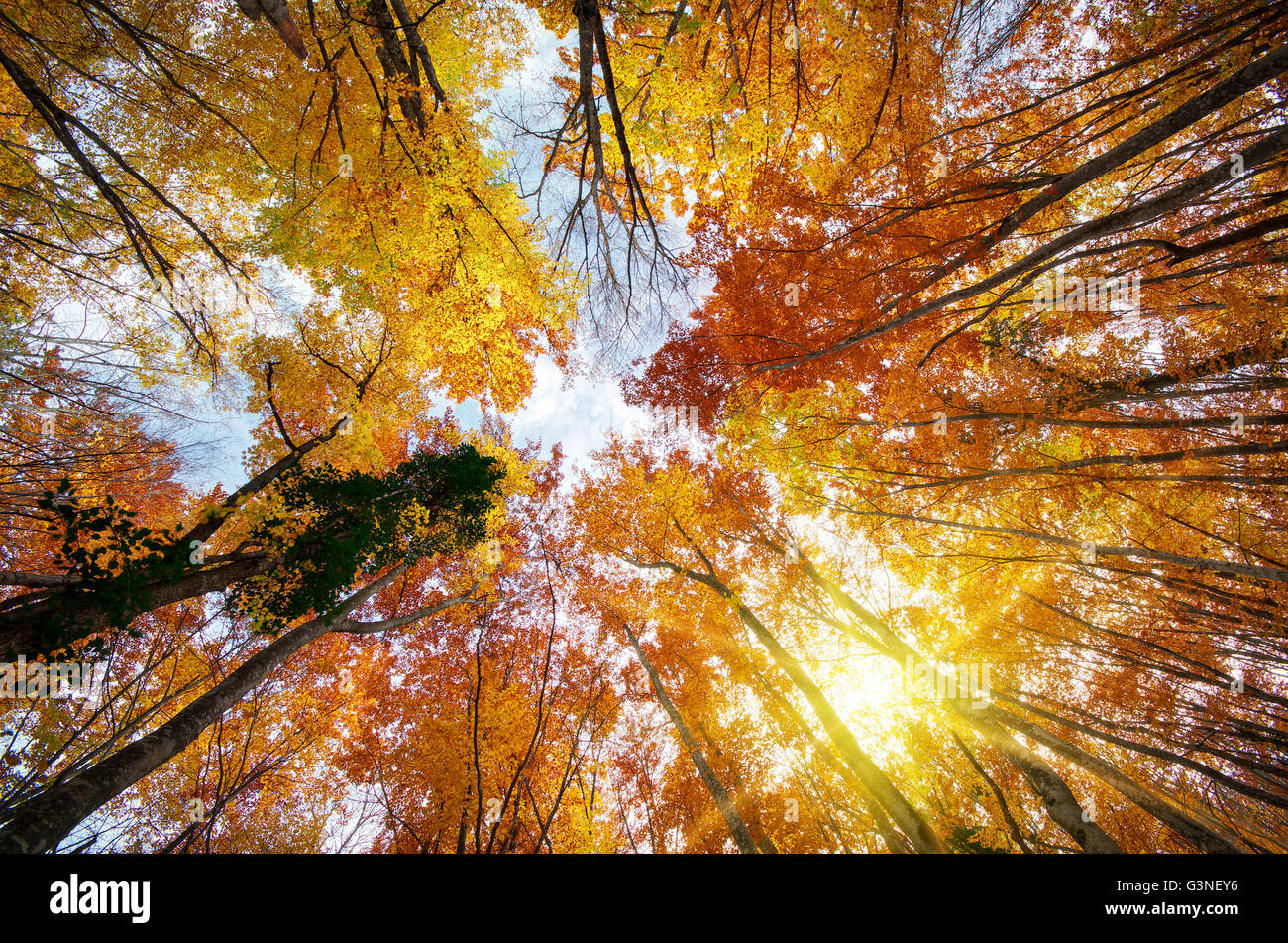 Composition with trees hi-res stock photography and images - Alamy
