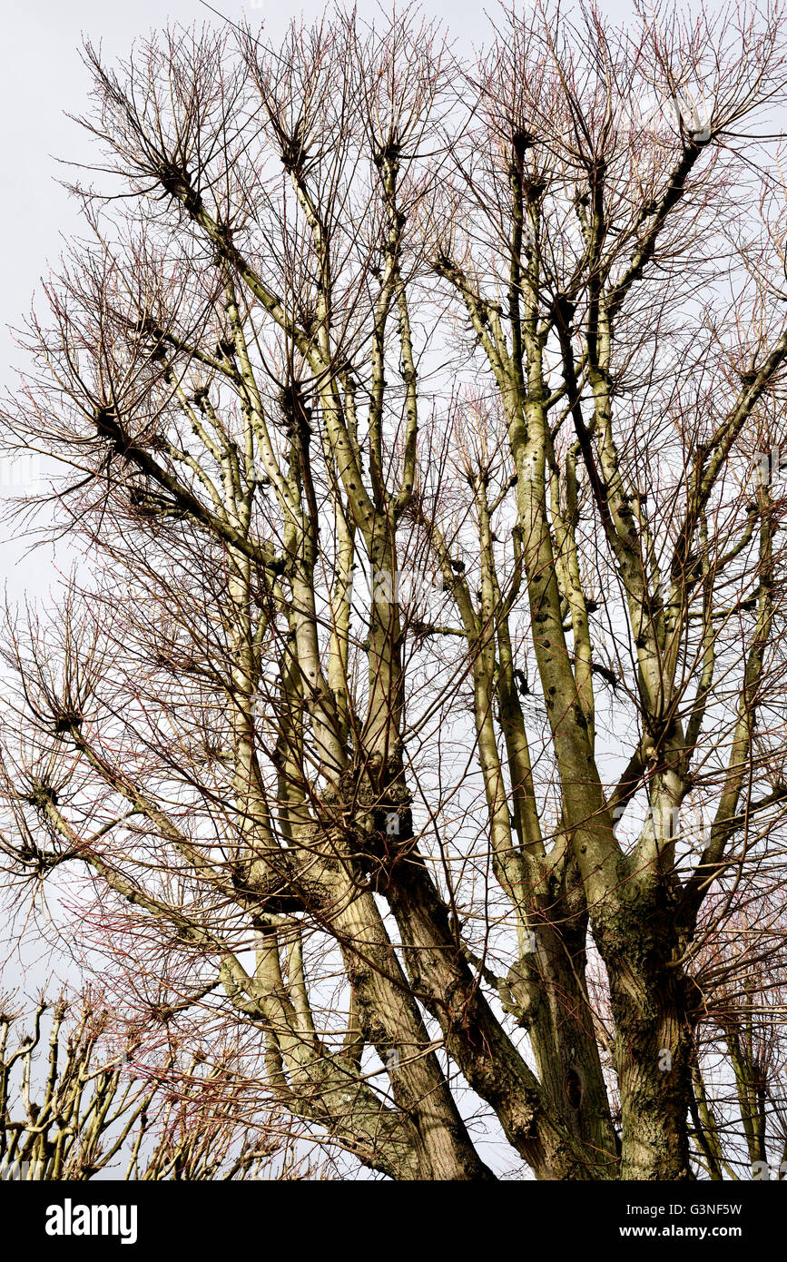 Pollarded lime tree hi-res stock photography and images - Alamy