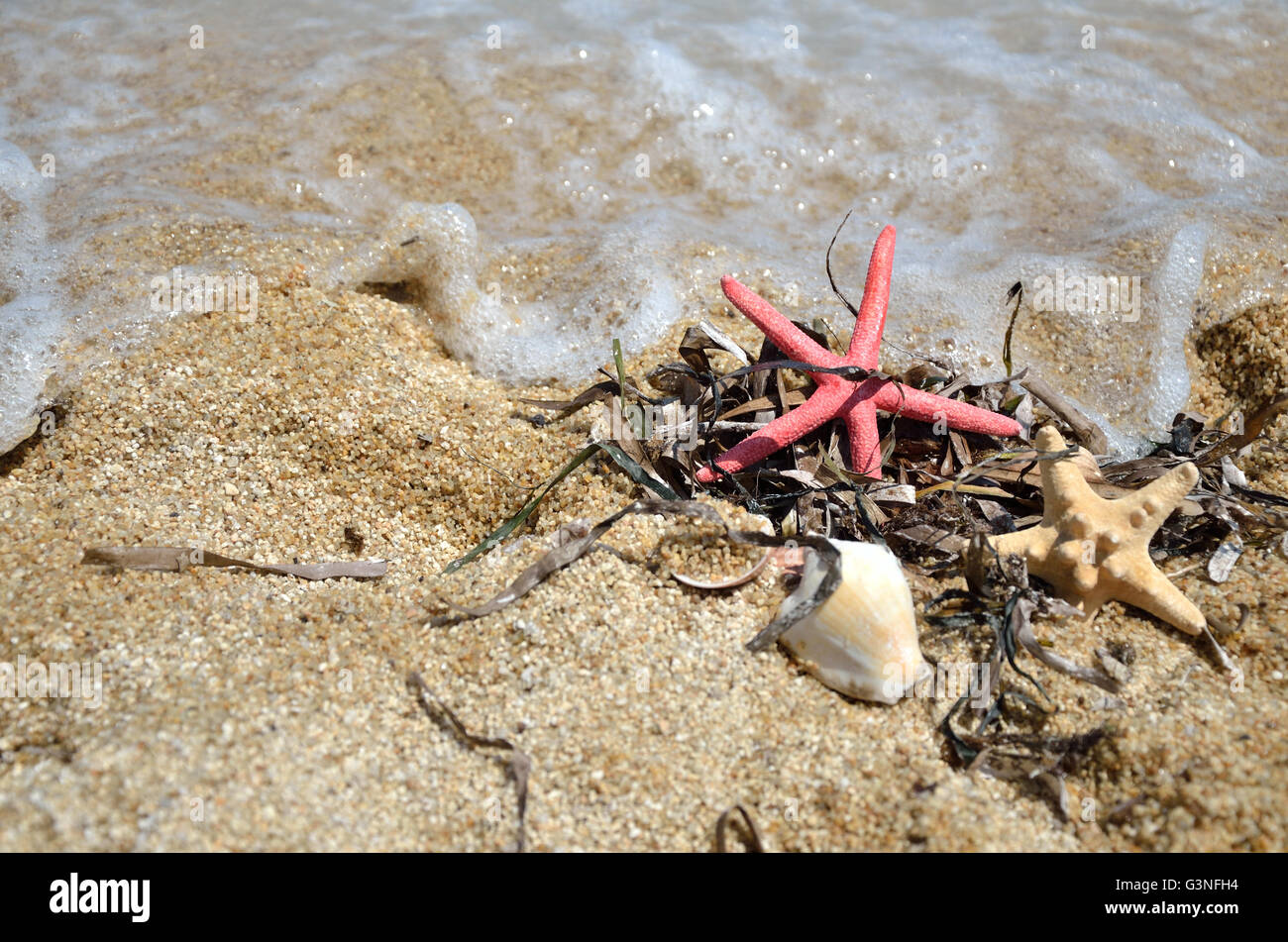 Sea stars, seaweed and shells set on a beach Stock Photo - Alamy